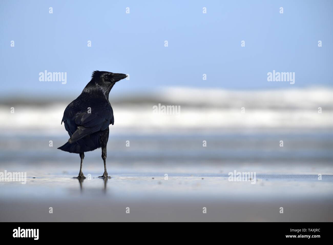 Carrion crow corvus adult water hi-res stock photography and images - Alamy