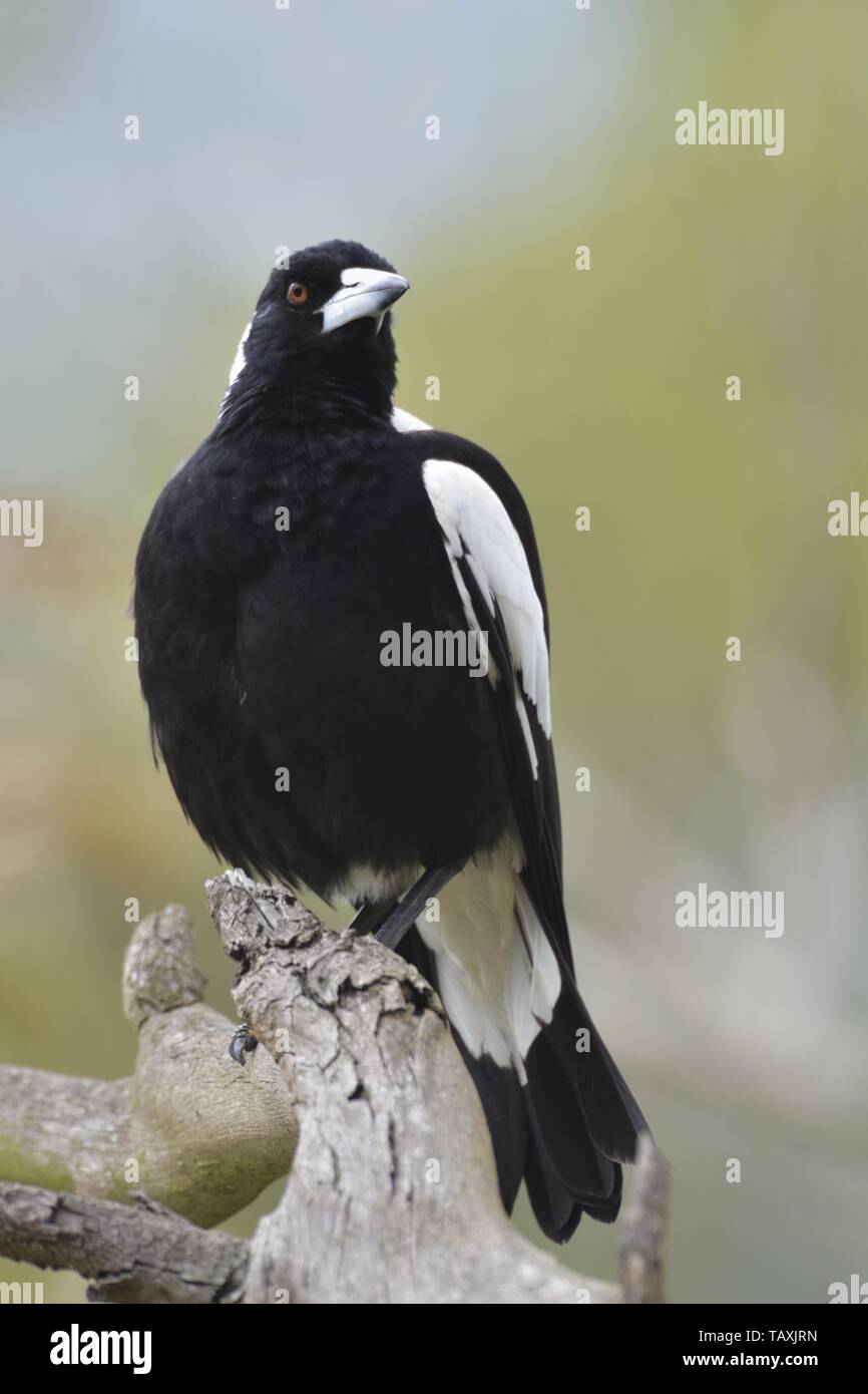 Adult australian magpie hi-res stock photography and images - Alamy