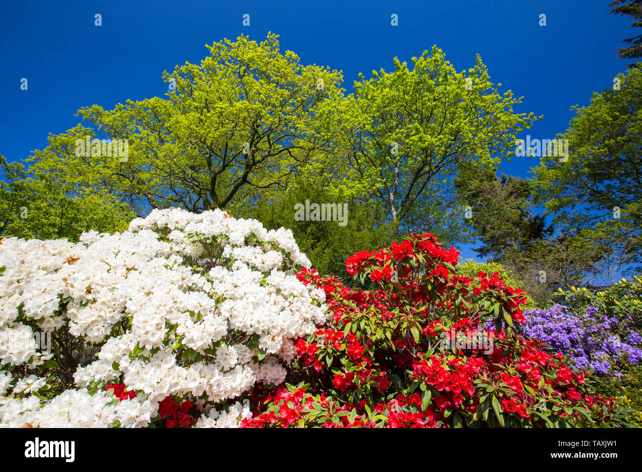 Holehird gardens in Windermere, Lake District, UK Stock Photo - Alamy