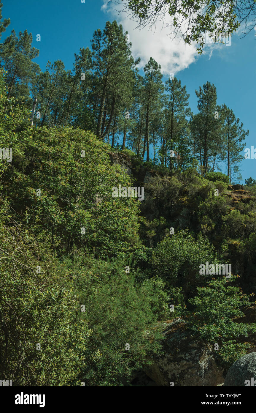 Grove clump of trees hi-res stock photography and images - Alamy