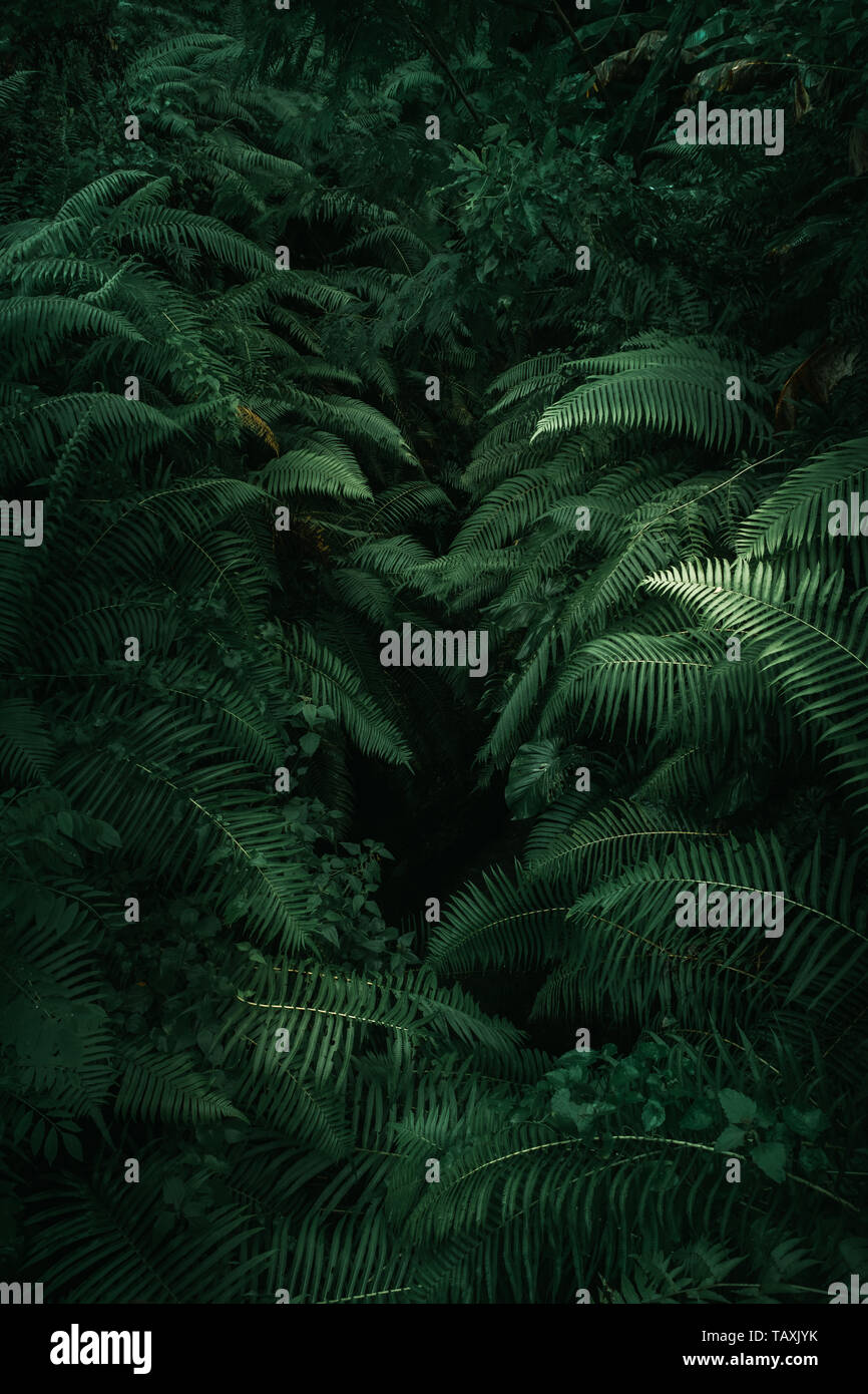 Ferns in the forest, Bali. Fern leaves, green foliage. Close up of ...