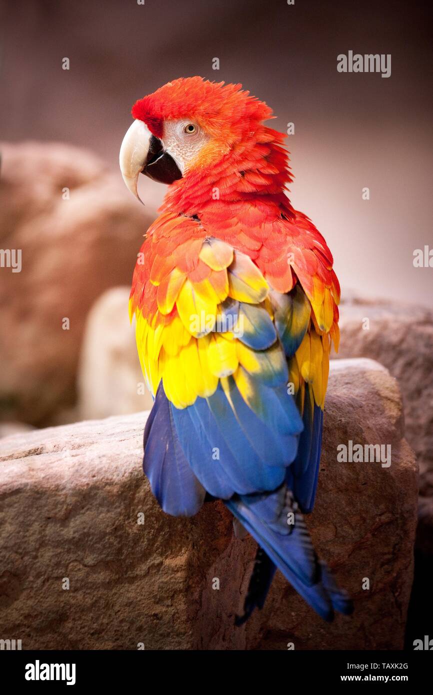 Scarlet Macaw High Resolution Stock Photography and Images - Alamy