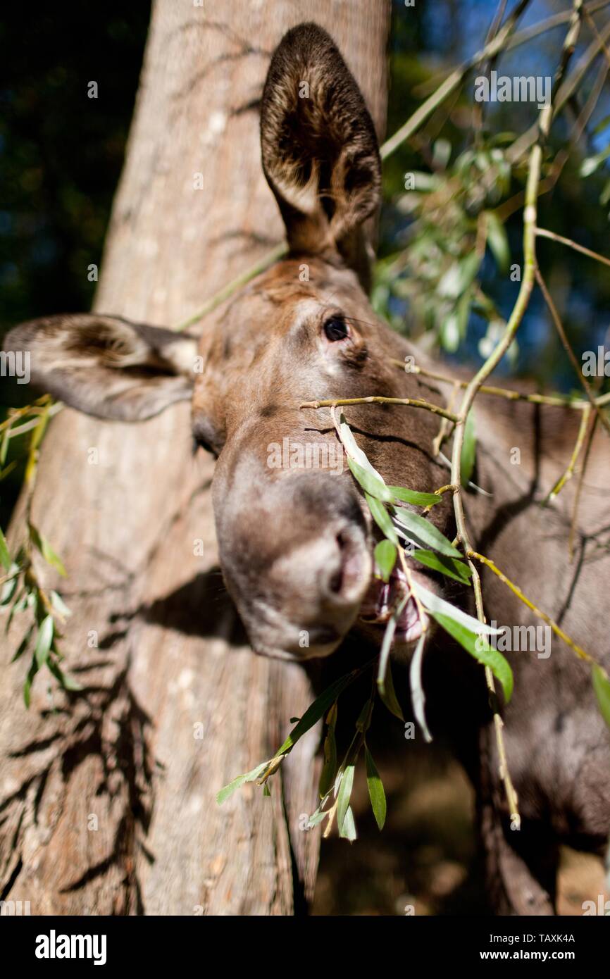 Moose eating twig hi-res stock photography and images - Alamy
