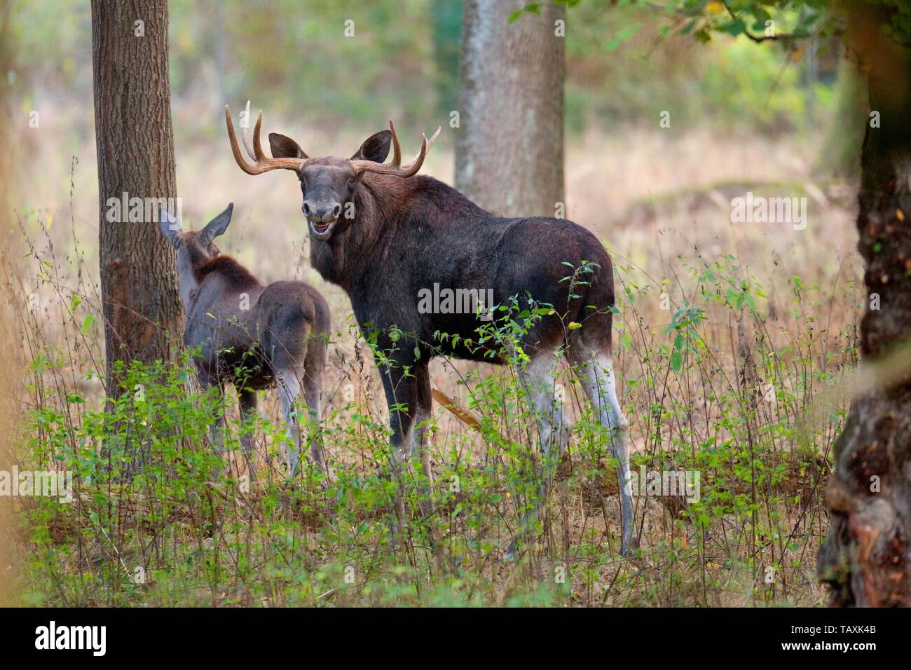 Baby moose and tree hi-res stock photography and images - Alamy