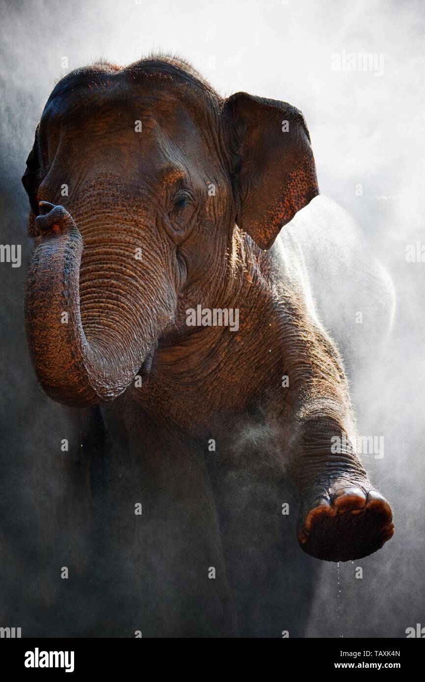 Elephant raising leg hi-res stock photography and images - Alamy