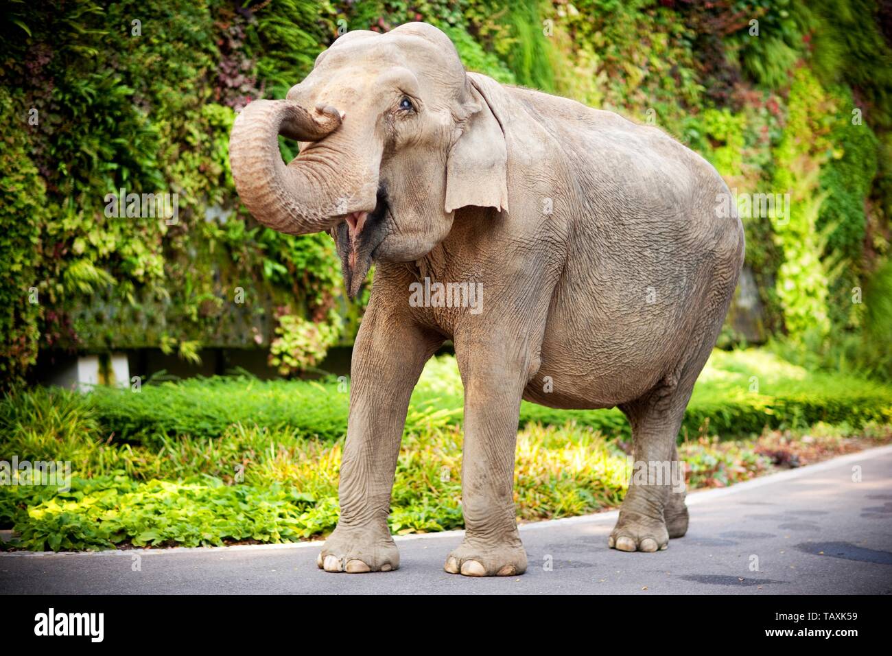 Elephant trails hi-res stock photography and images - Alamy
