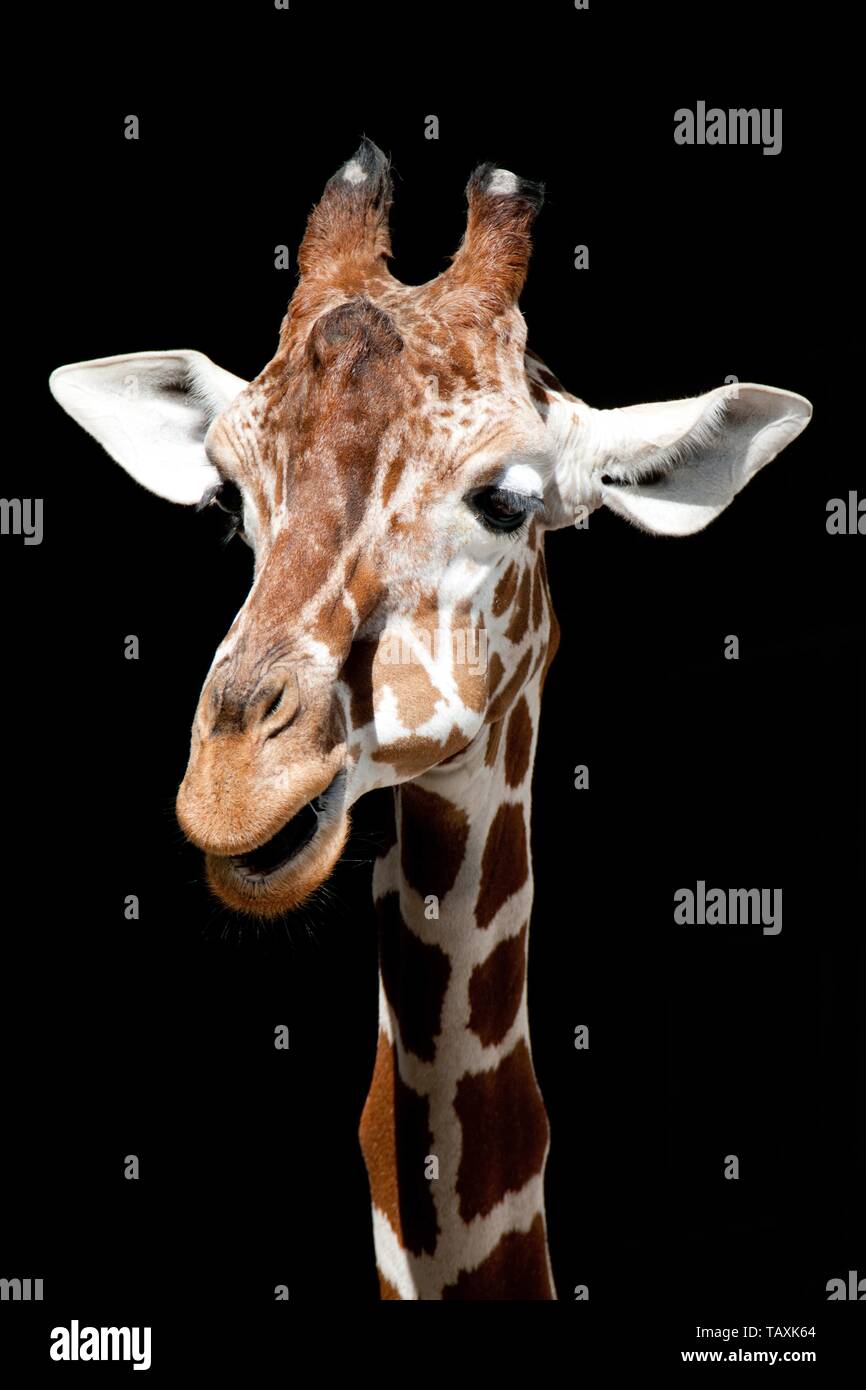 Giraffe chewing food hi-res stock photography and images - Alamy