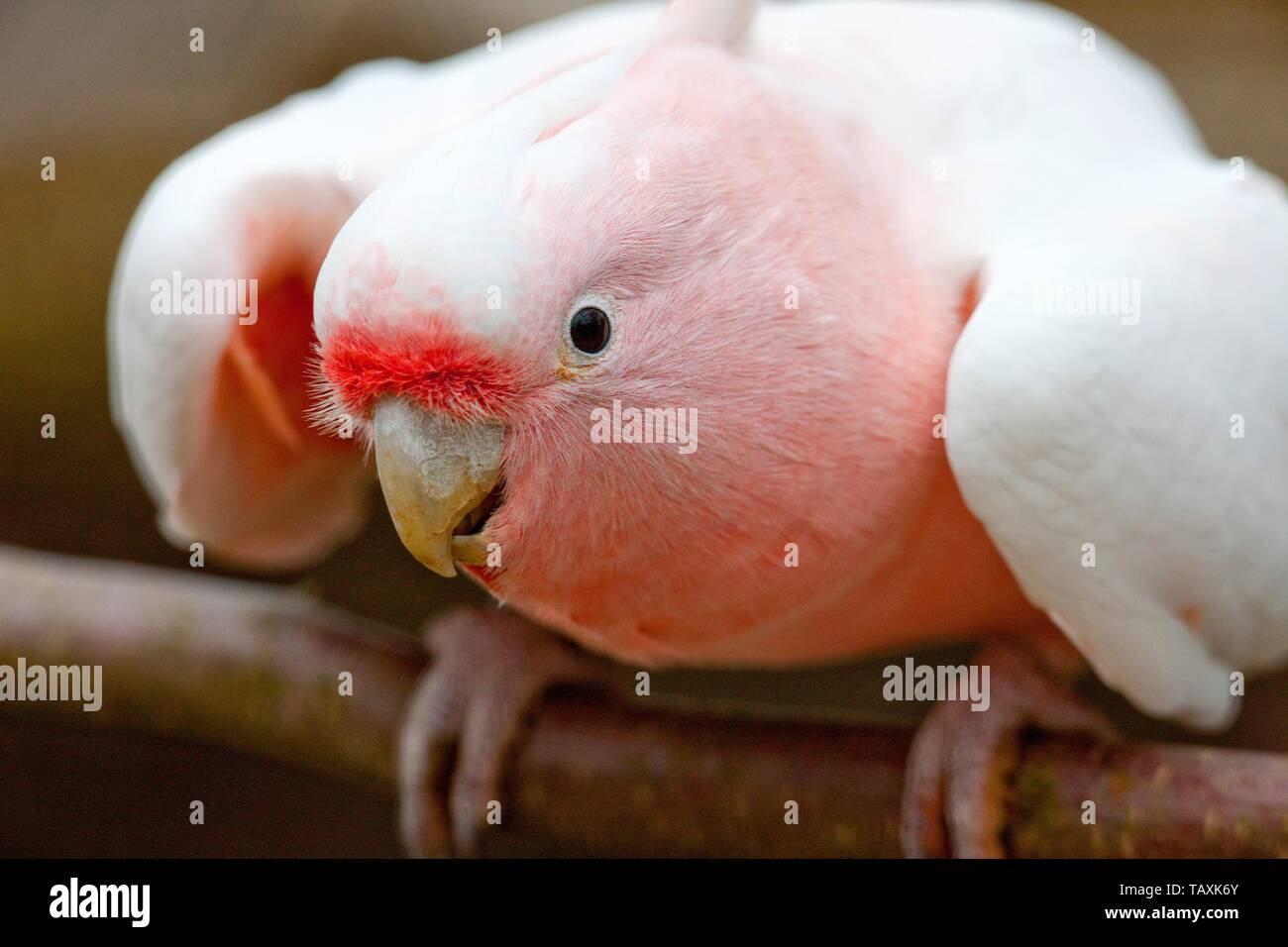Major mitchells cockatoo hi-res stock photography and images - Alamy