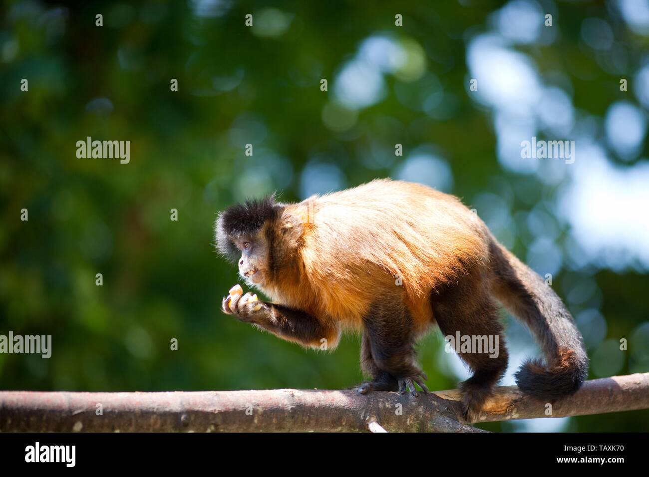 Monkey side profile eating hi-res stock photography and images - Alamy