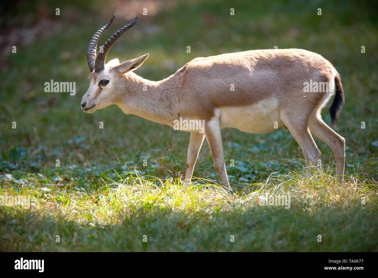 Goitered gazelles hi-res stock photography and images - Alamy