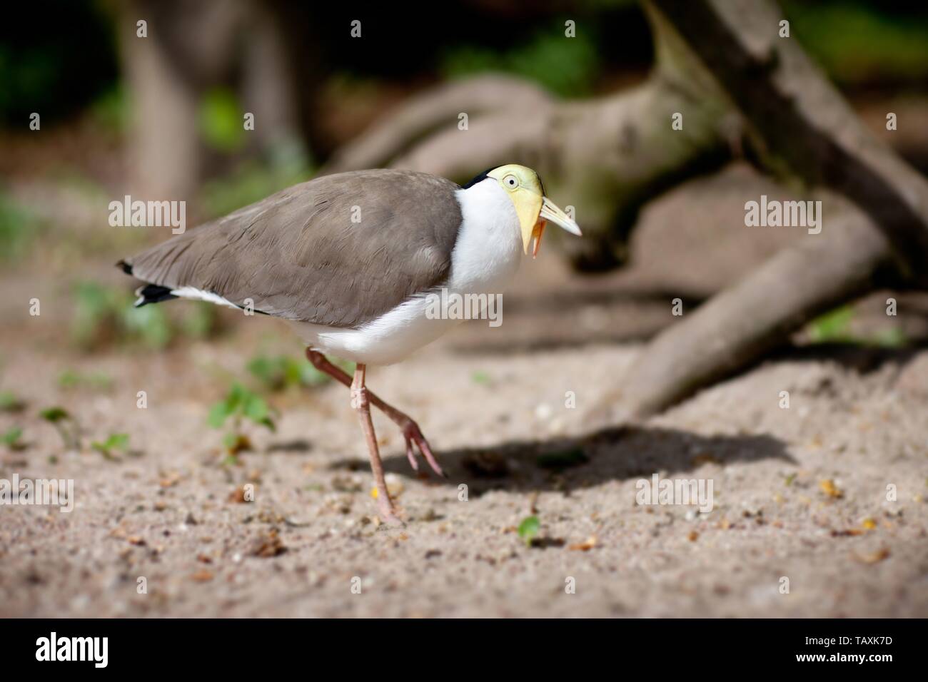 Adult masked lapwing hi-res stock photography and images - Alamy