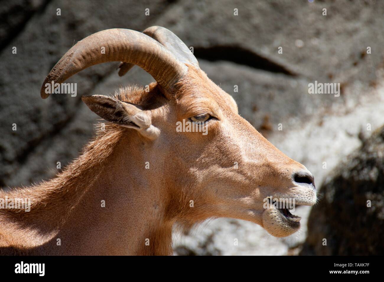 Animal mouth open sheep hi-res stock photography and images - Alamy