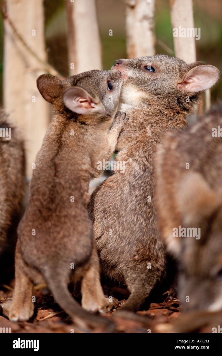 Parma wallaby macropus parma hi-res stock photography and images - Alamy