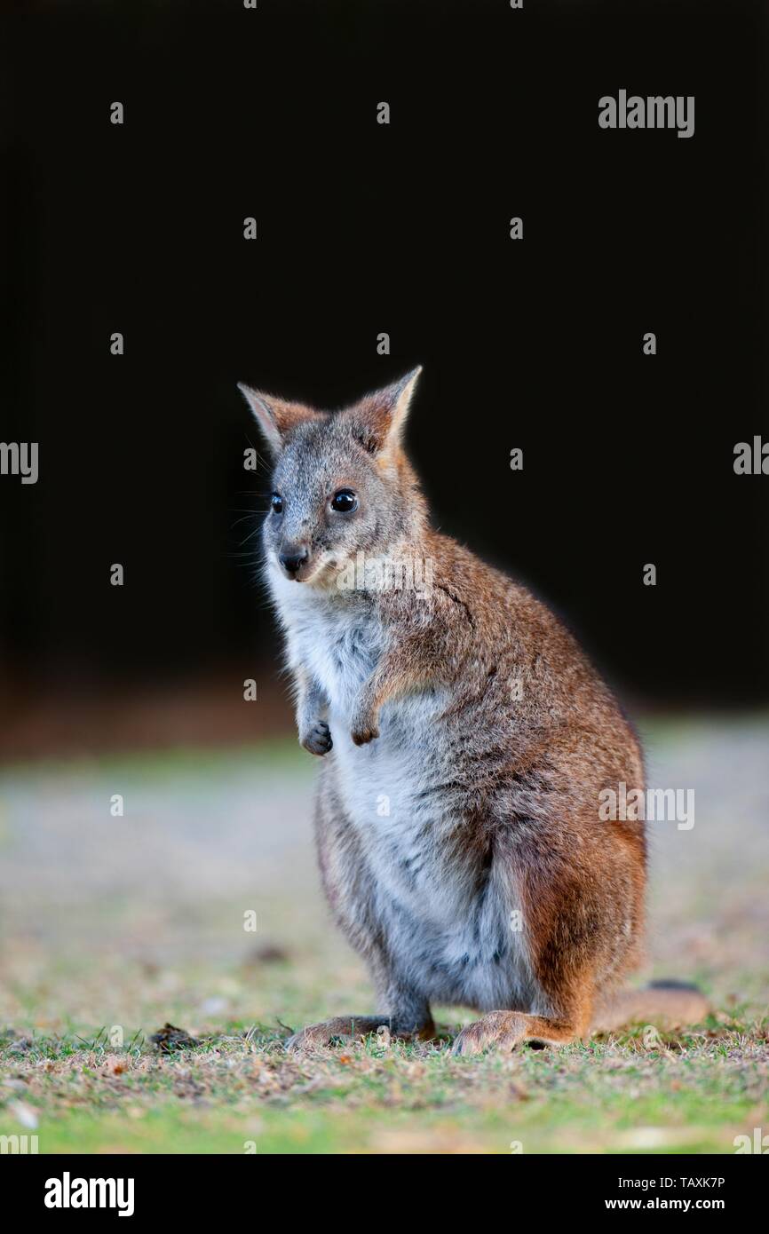 Parma wallaby macropus parma hi-res stock photography and images - Alamy