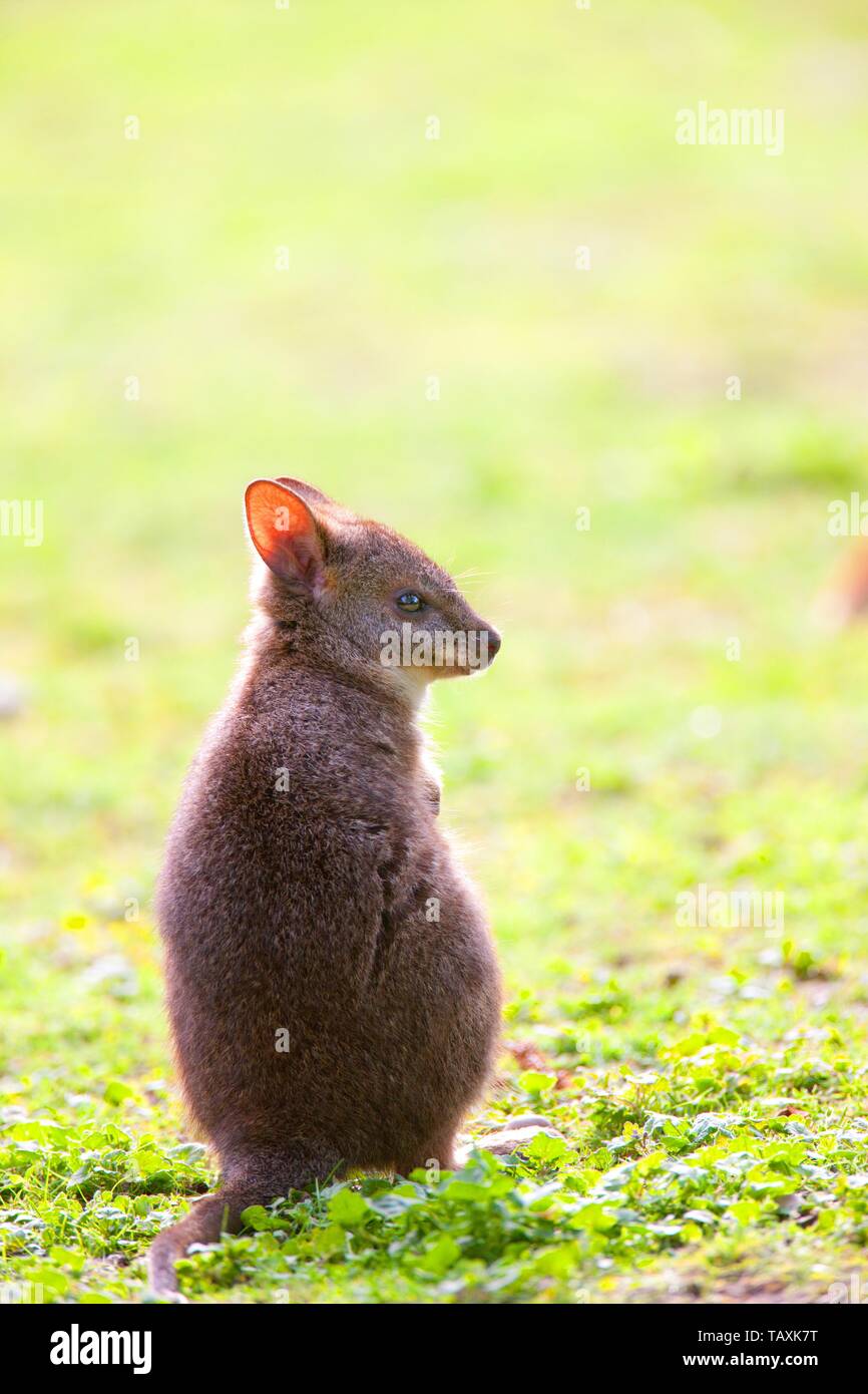 Parma kangaroo hi-res stock photography and images - Alamy