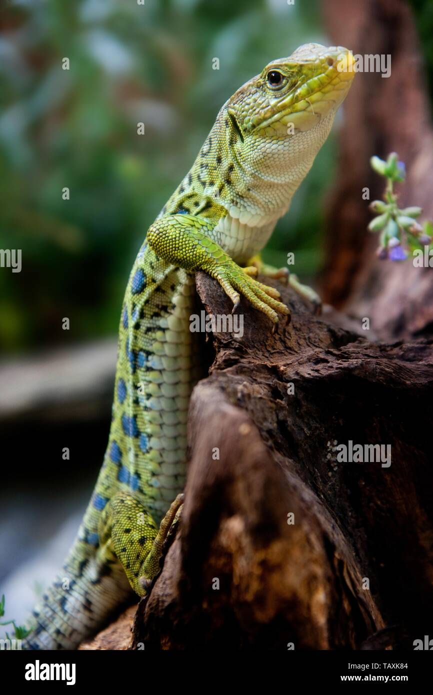 Ocellated lizards hi-res stock photography and images - Alamy