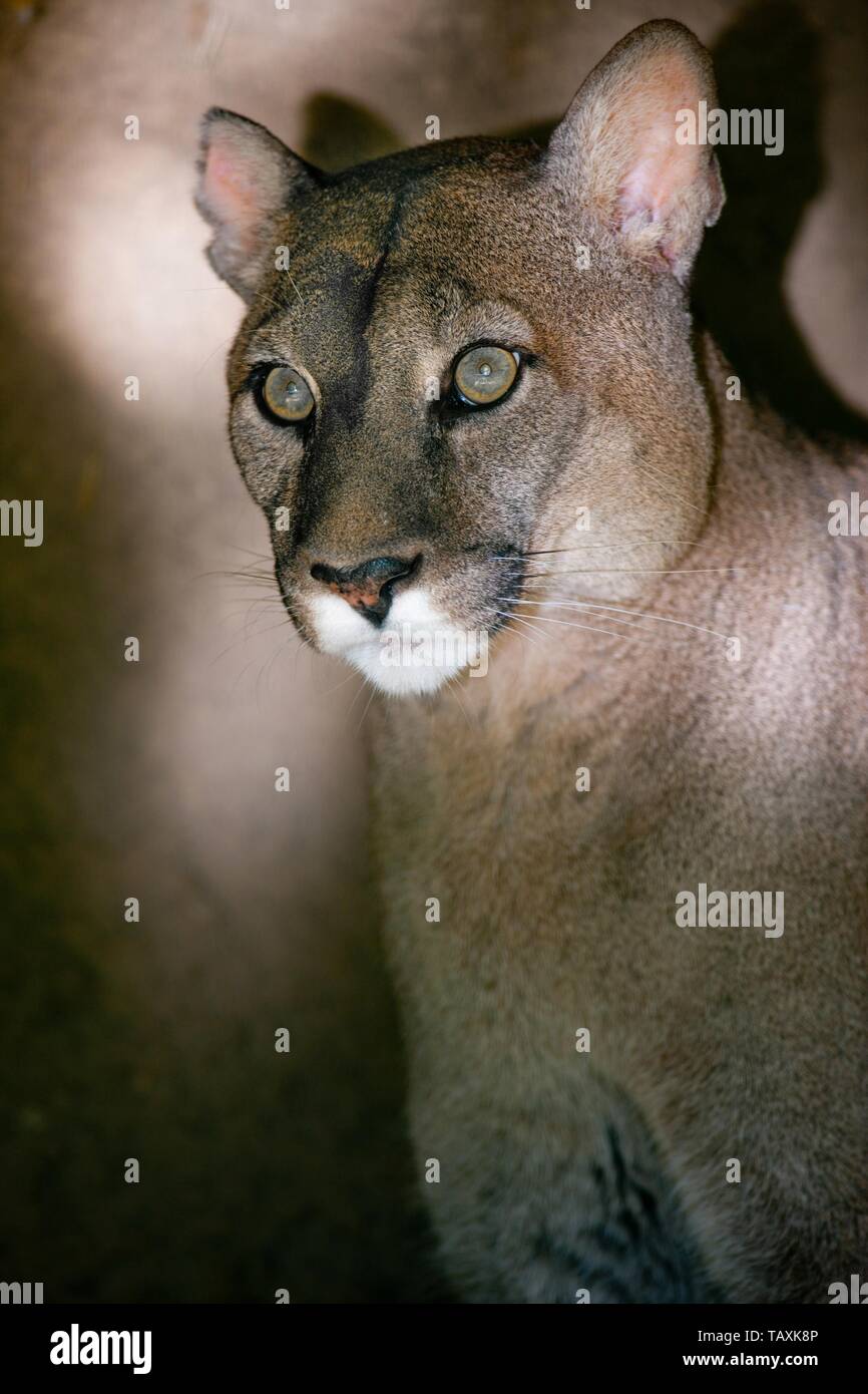 Puma heads hi-res stock photography and images - Alamy