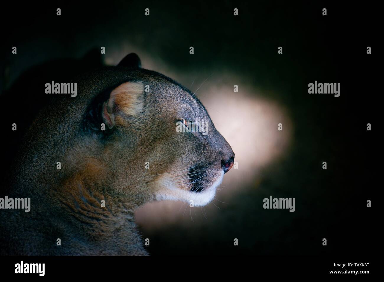 Puma profile hi-res stock photography and images - Alamy