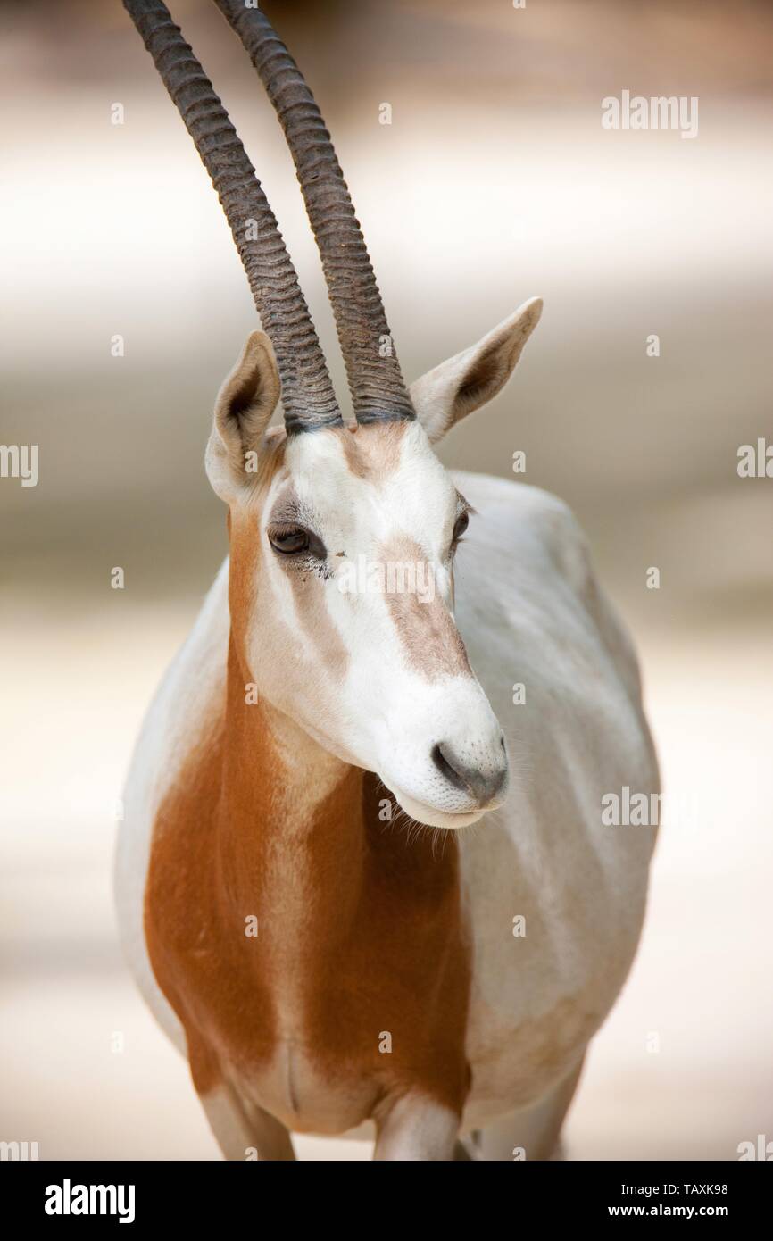 Horned Ruminants High Resolution Stock Photography and Images - Alamy