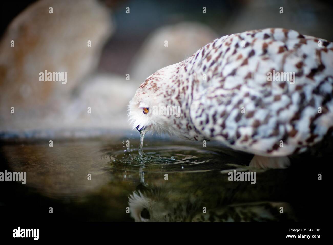 Owl drinking water hi-res stock photography and images - Alamy