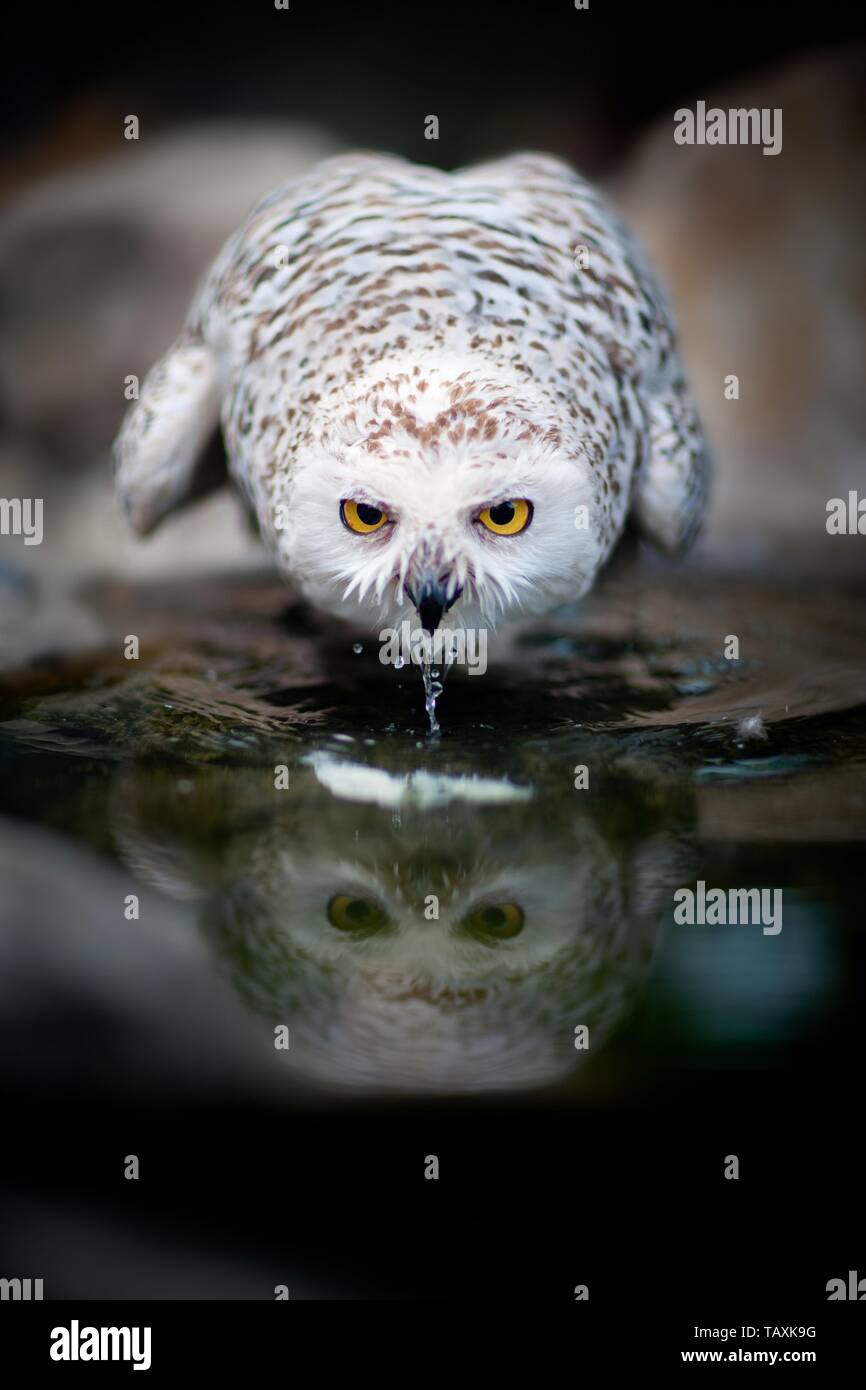 Owl water reflection bird hi-res stock photography and images - Alamy