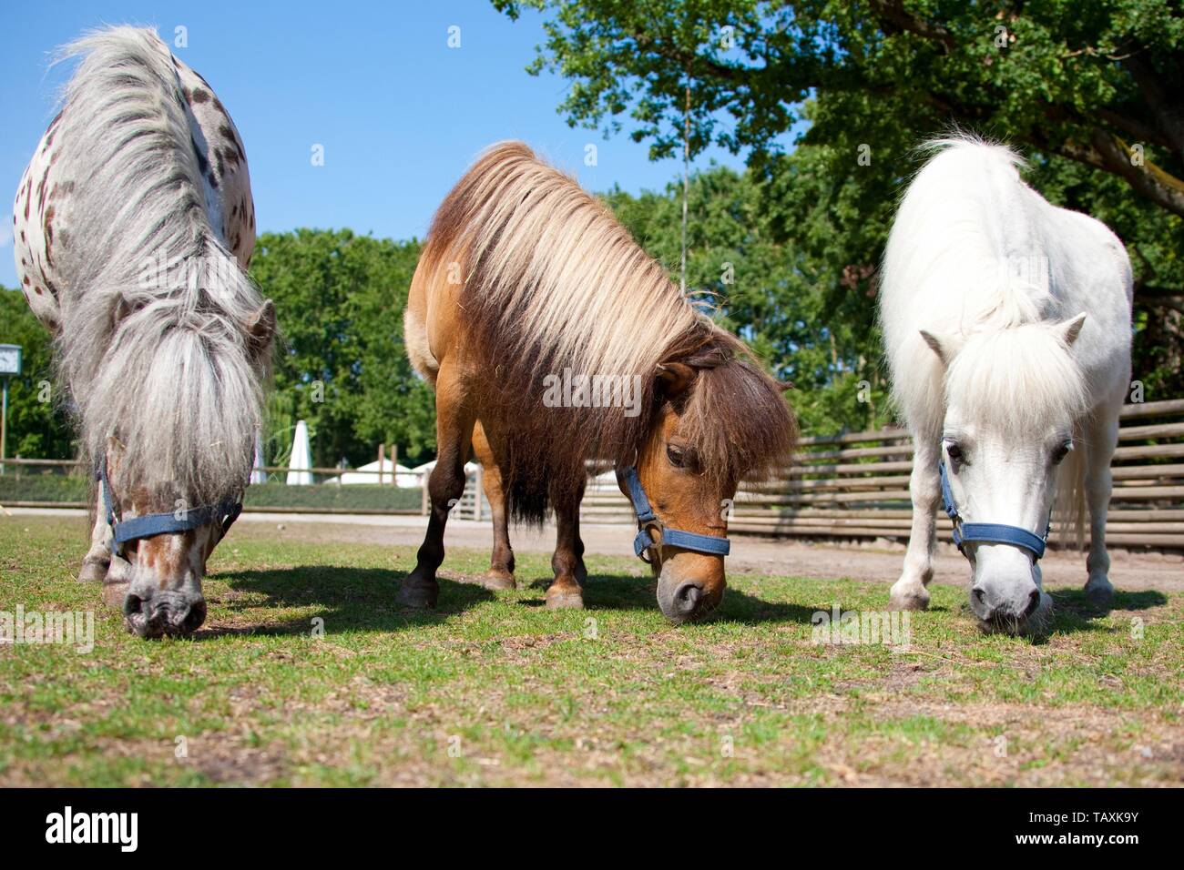 Spotted shetland pony hi-res stock photography and images - Alamy
