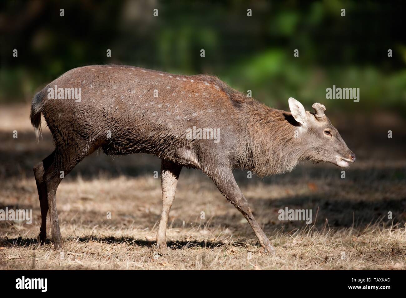 Sika deer stag walking hi-res stock photography and images - Alamy