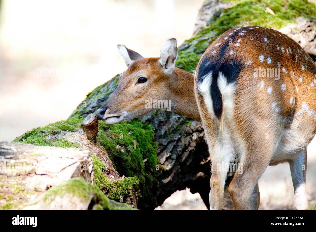 Cloven hoofed game hi-res stock photography and images - Alamy