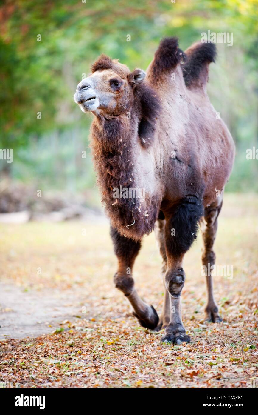 Bactrian Camel High Resolution Stock Photography and Images - Alamy