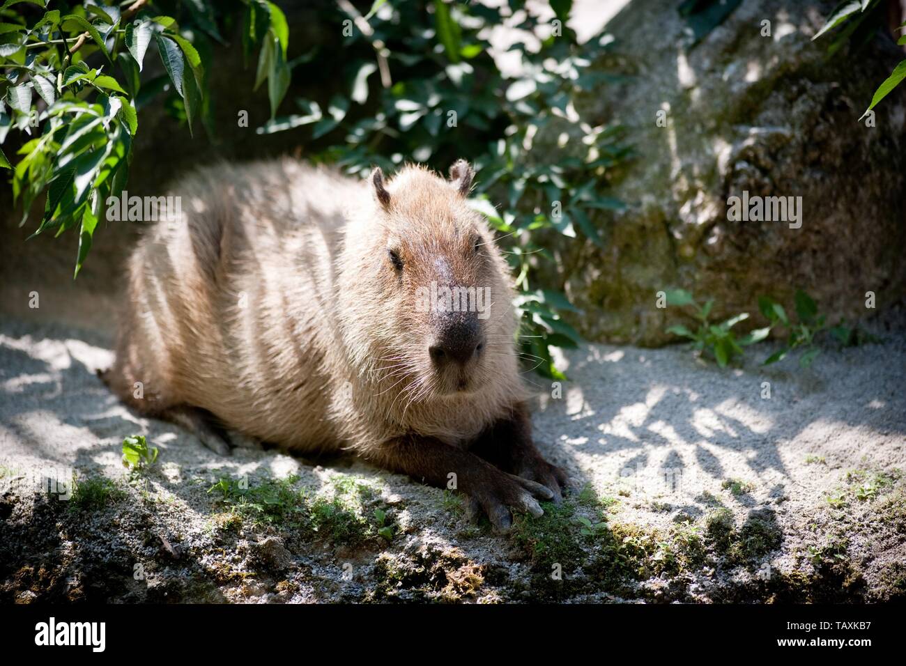 Capibaras hi-res stock photography and images - Alamy