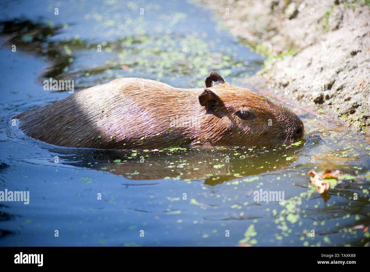 Capybara bath hi-res stock photography and images - Alamy
