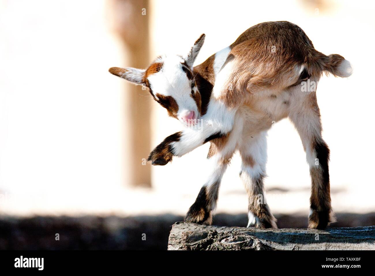 Piebald goats hi-res stock photography and images - Alamy