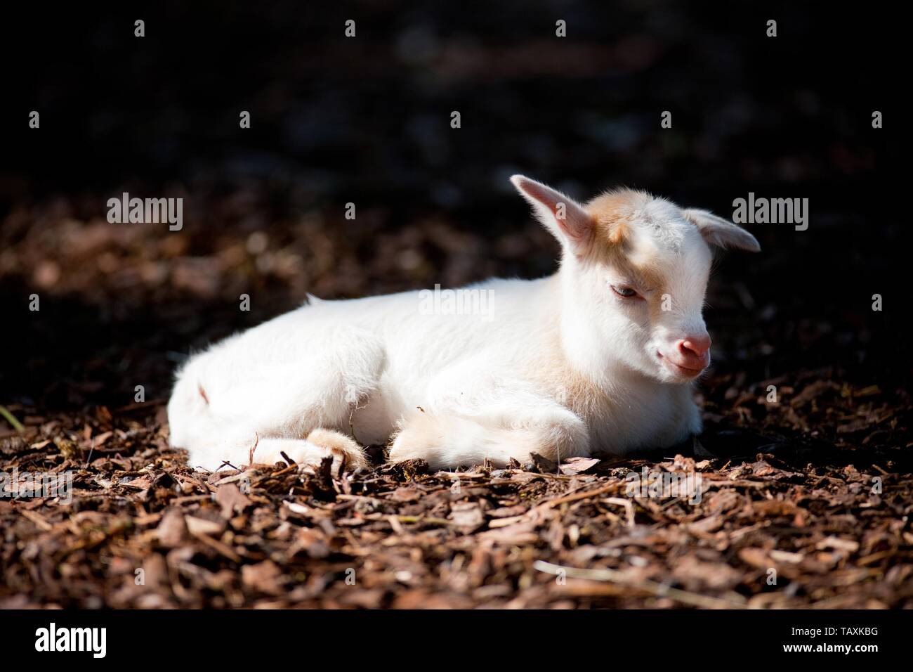 Piebald goats hi-res stock photography and images - Alamy