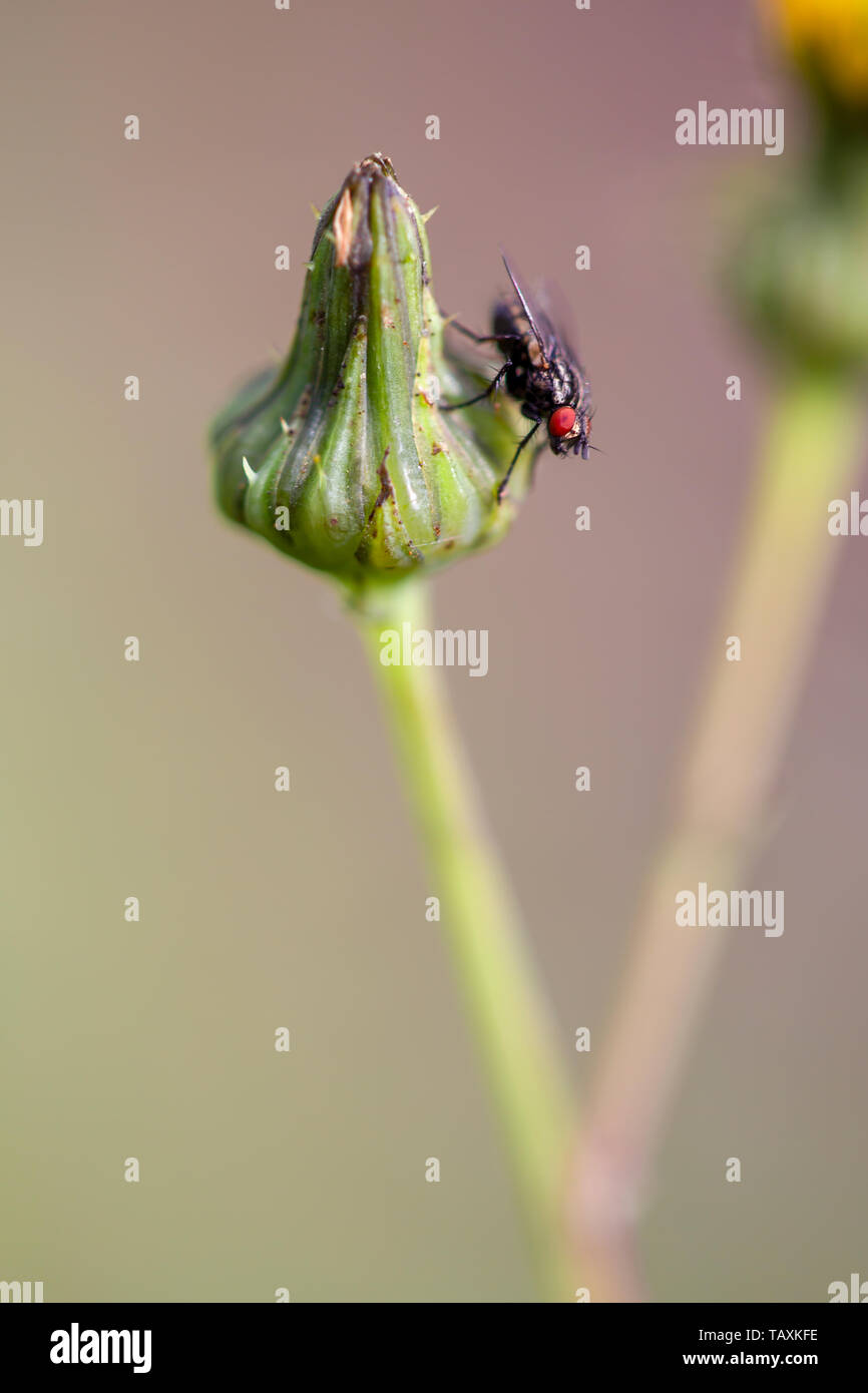 Macro photography of a stable fly resting on a dandelion bud. Captured ...