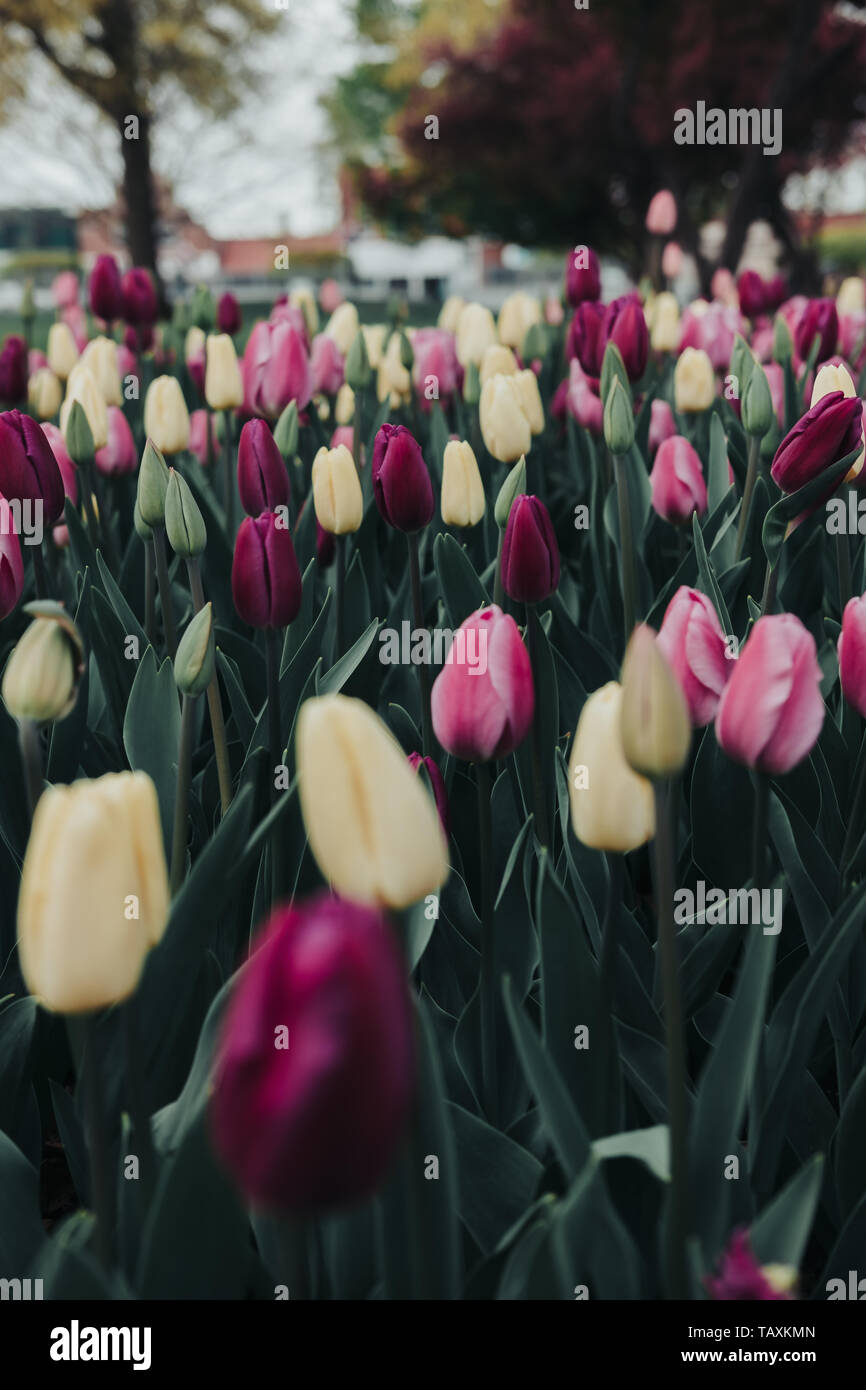 Iowa decoration hi-res stock photography and images - Alamy
