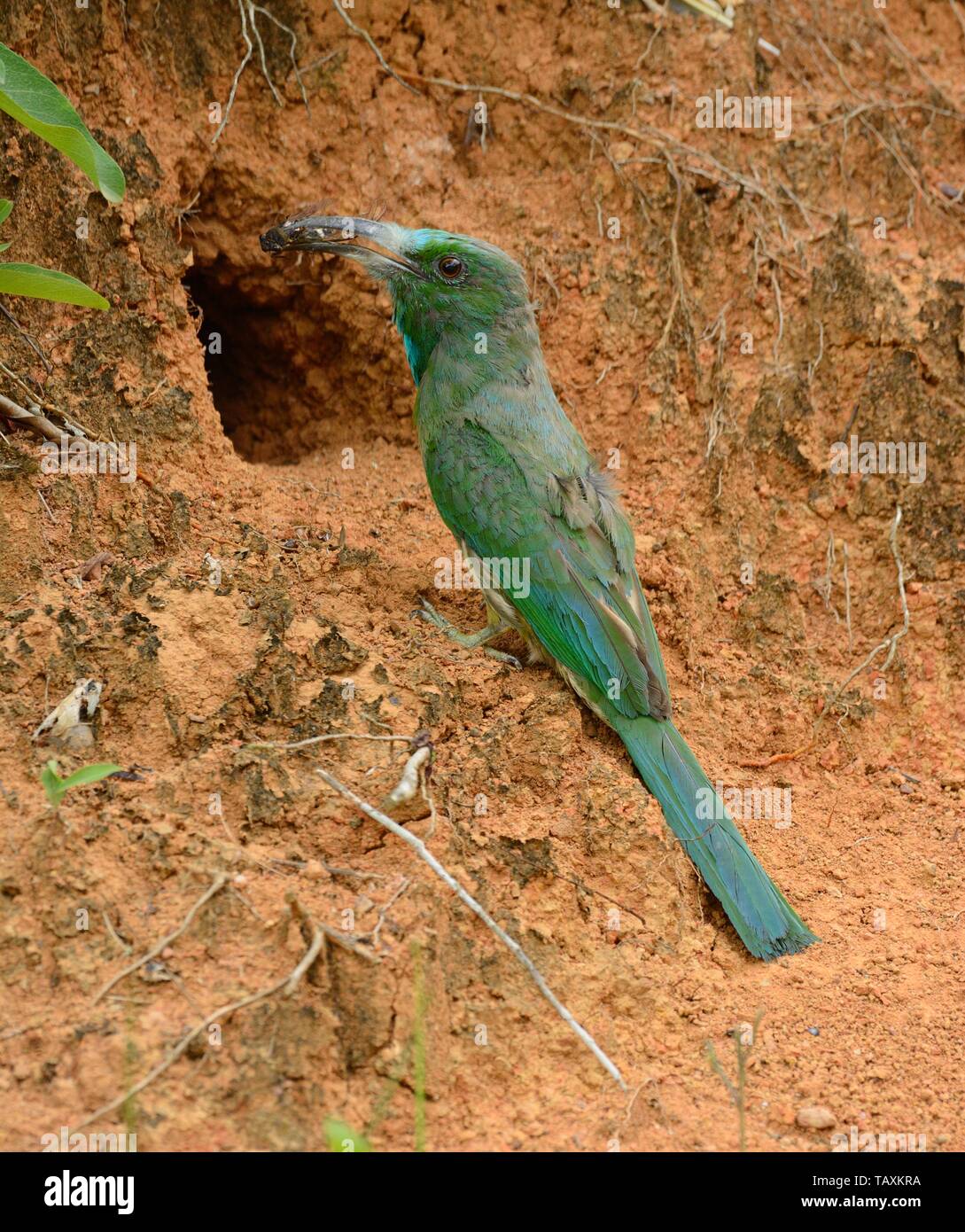 Blue bearded bee eater bird hi-res stock photography and images - Alamy