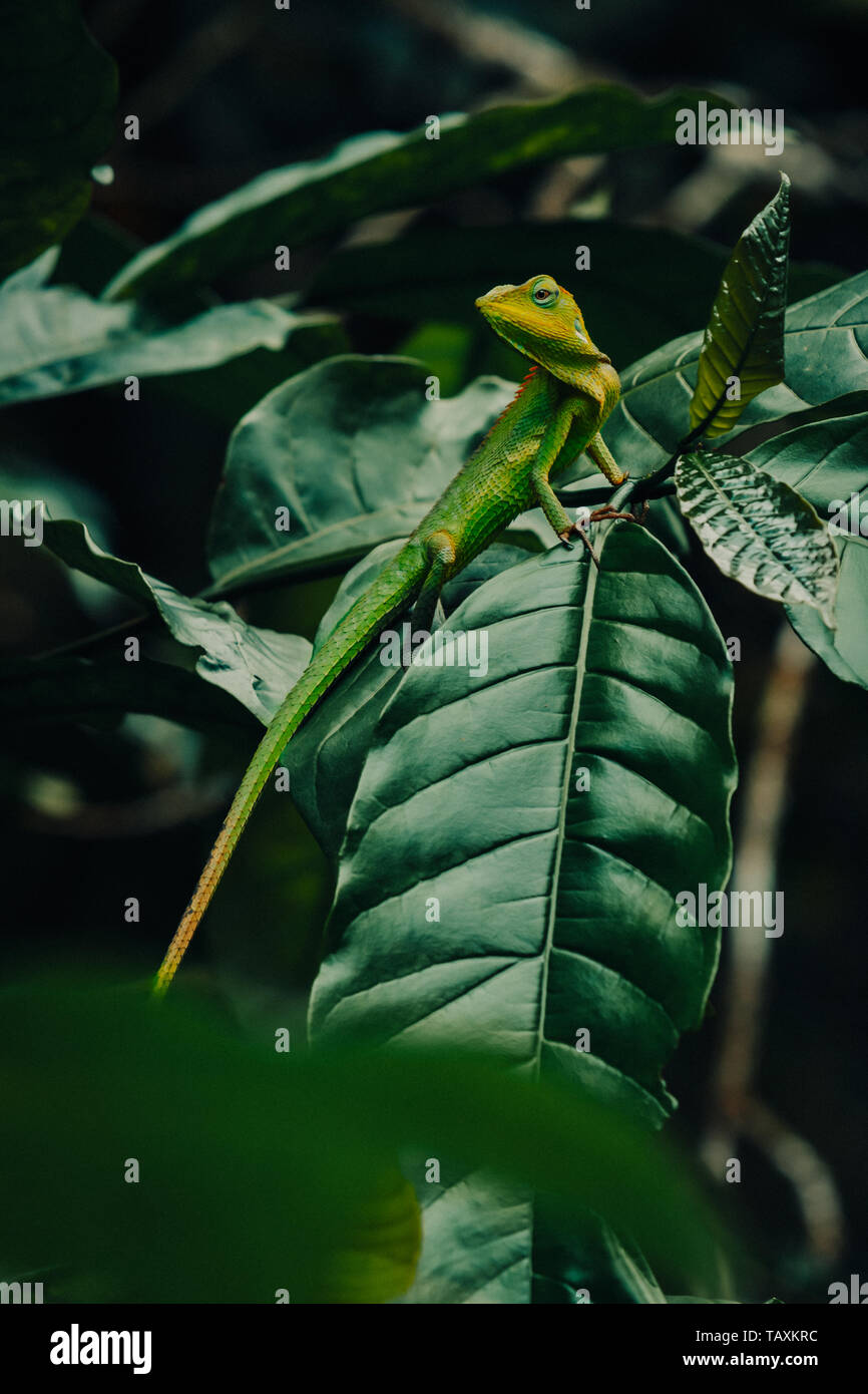 Maned lizard hi-res stock photography and images - Alamy