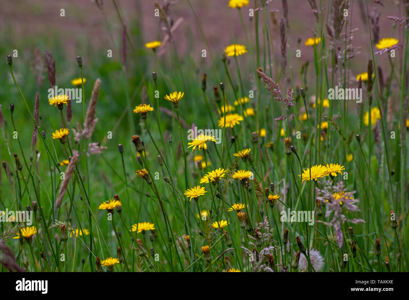 A field of dandelion flowers. Captured at the Andean mountains of ...