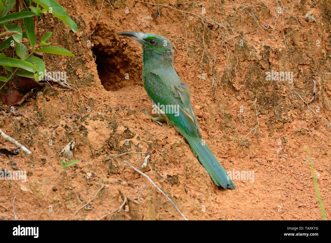 beautiful blue bearded bee eater Stock Photo - Alamy