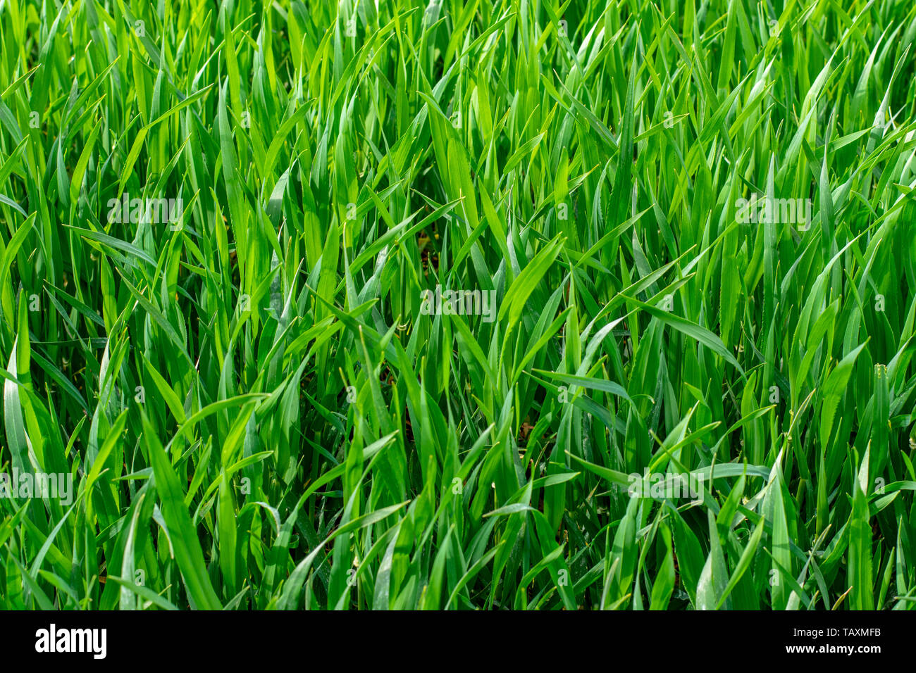 A field of Barley in the early stages of growth in the spring Stock ...