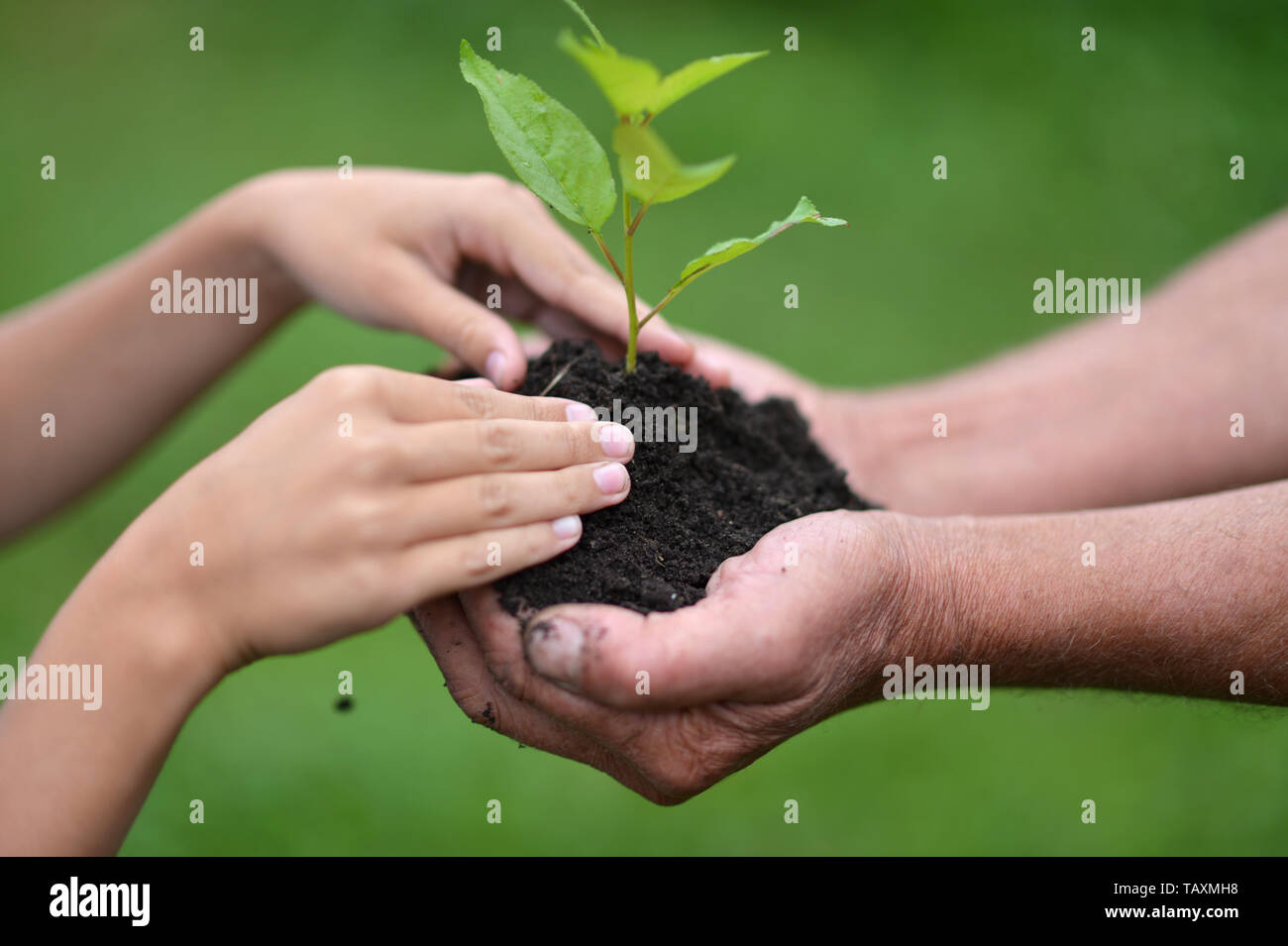 Hands holding tree sprout two hi-res stock photography and images - Alamy