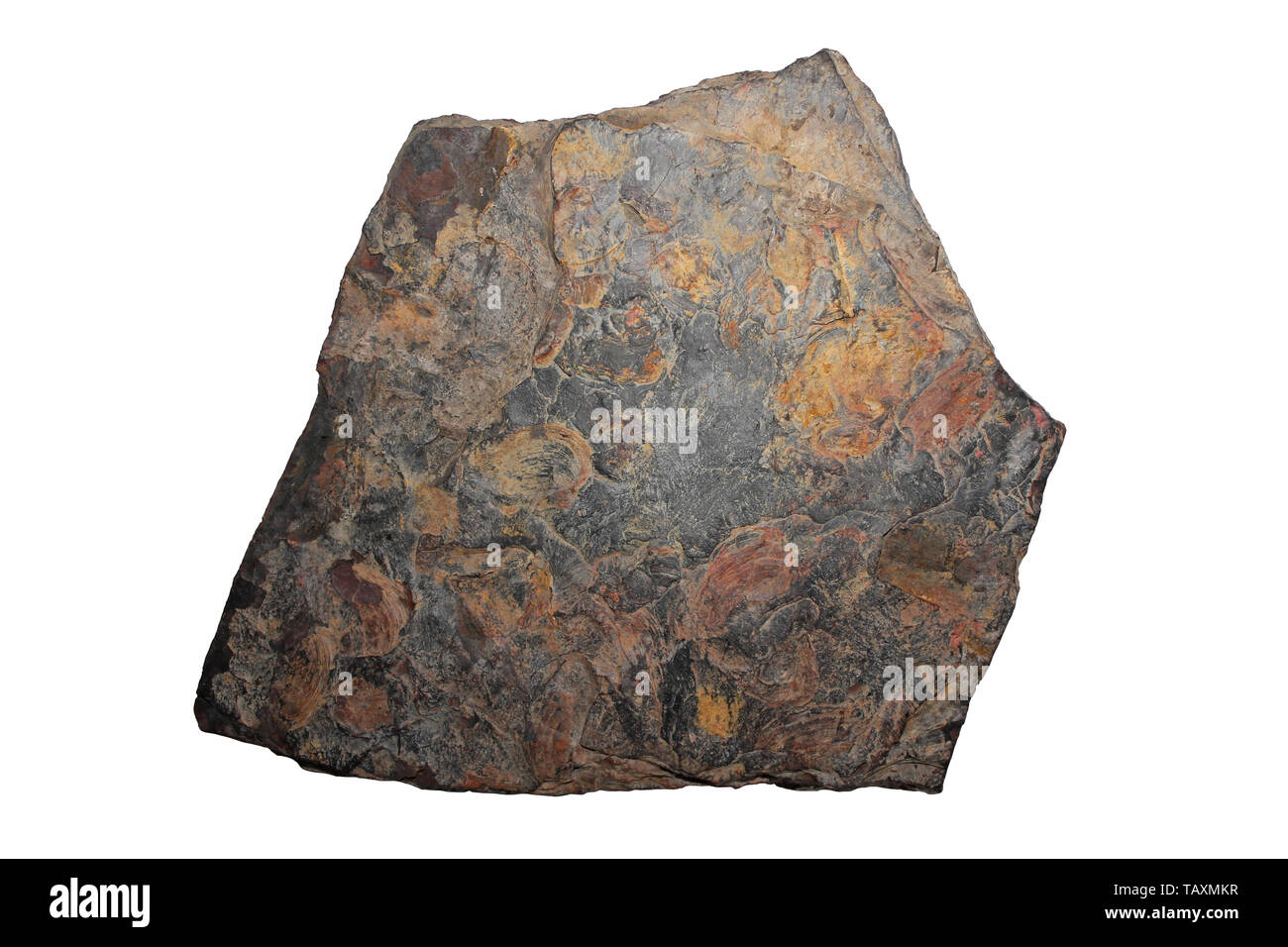 Fossilized shells hi-res stock photography and images - Alamy