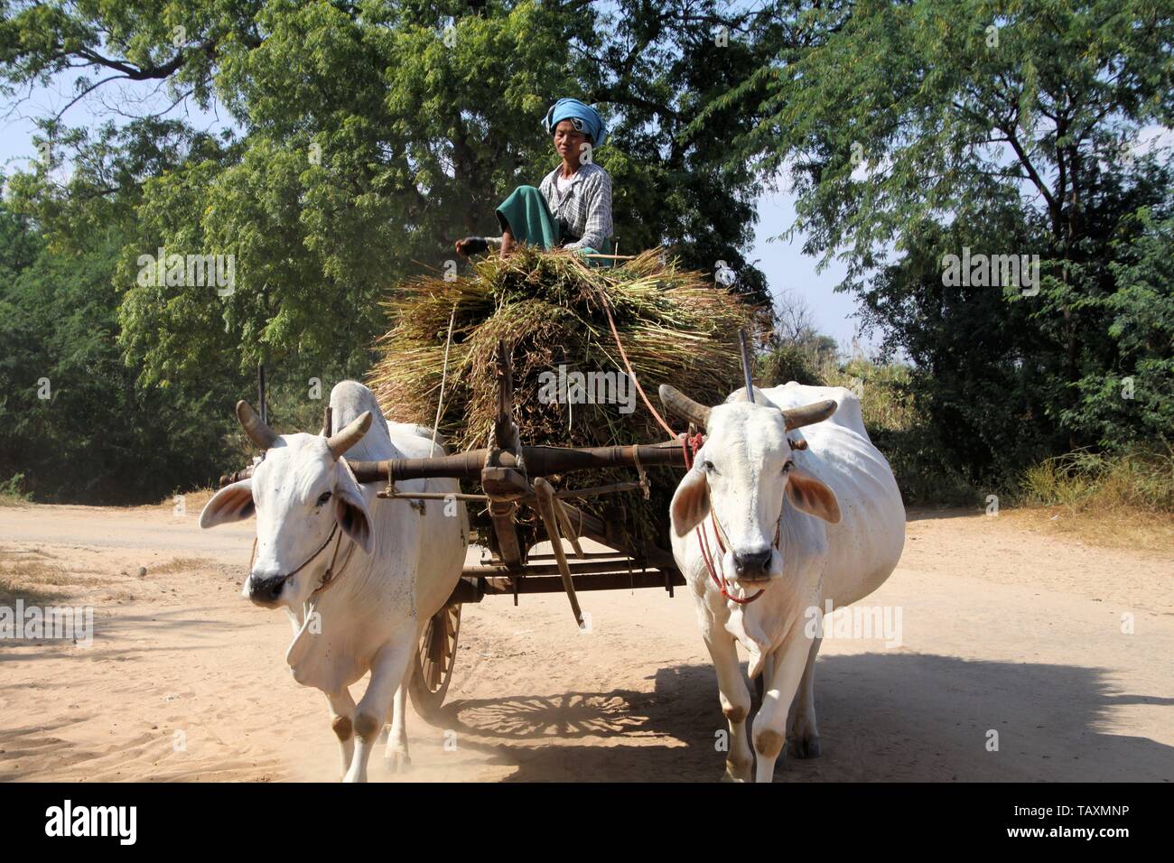 Driving ox cart hi-res stock photography and images - Alamy