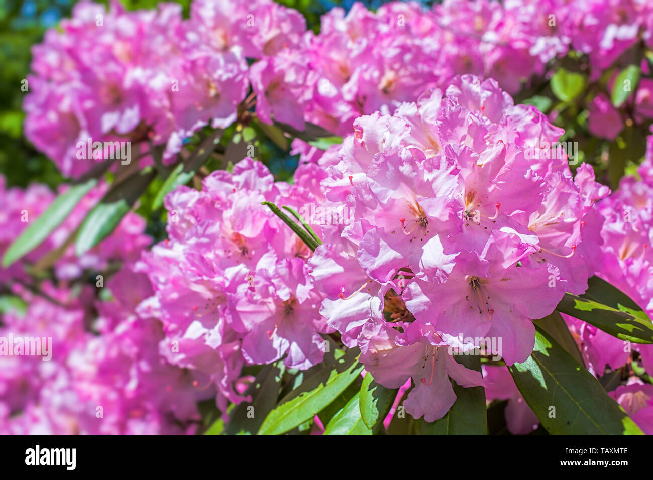 Large flowering rhododendrons in the home garden Stock Photo - Alamy