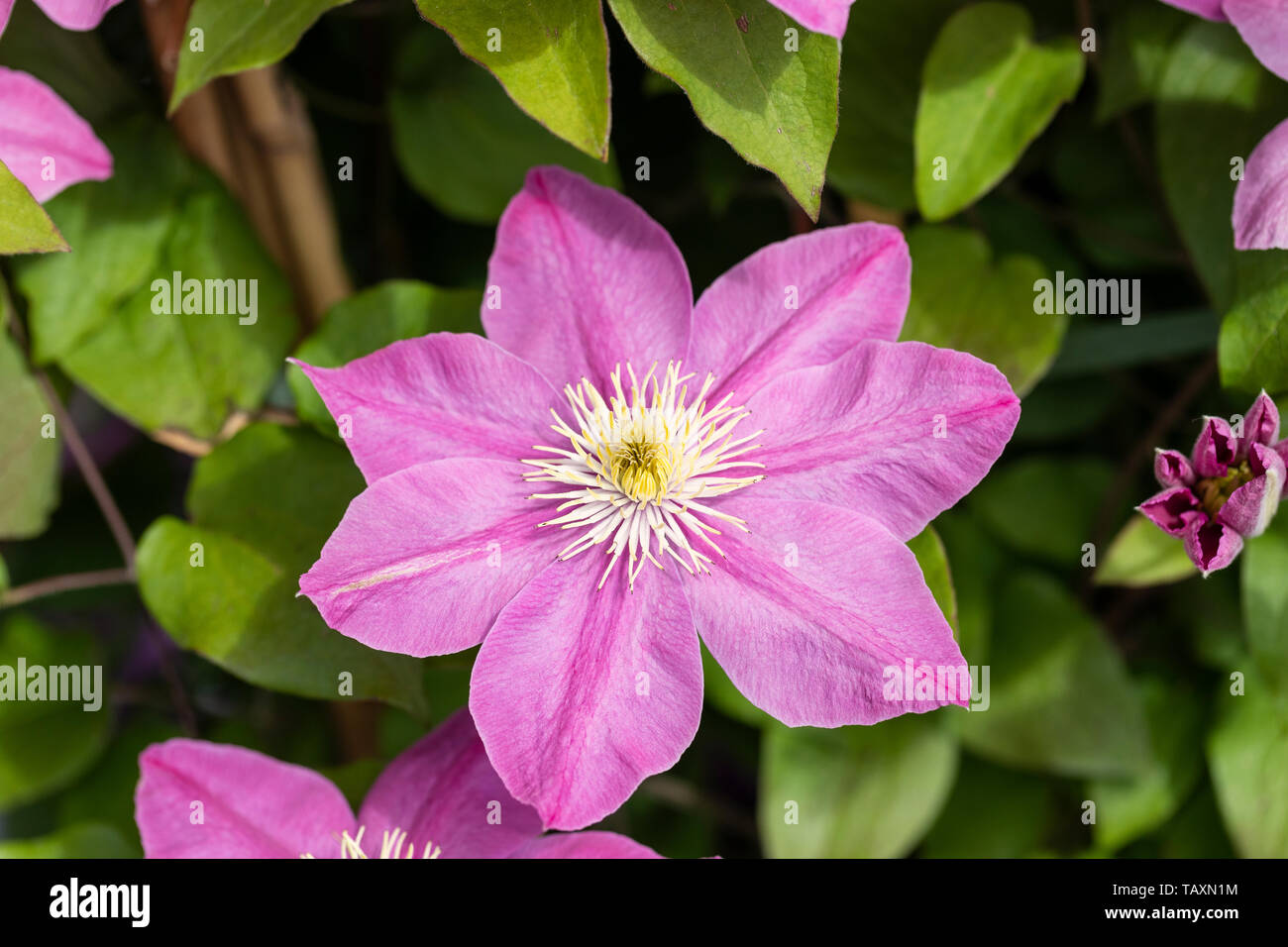 Close up of May flowering purple Clematis Elodi, England, UK Stock ...