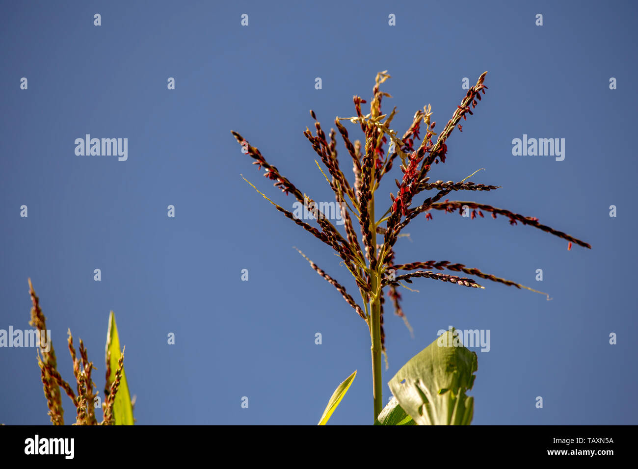 Close-up photography of a maize flower against the blue sky at the ...