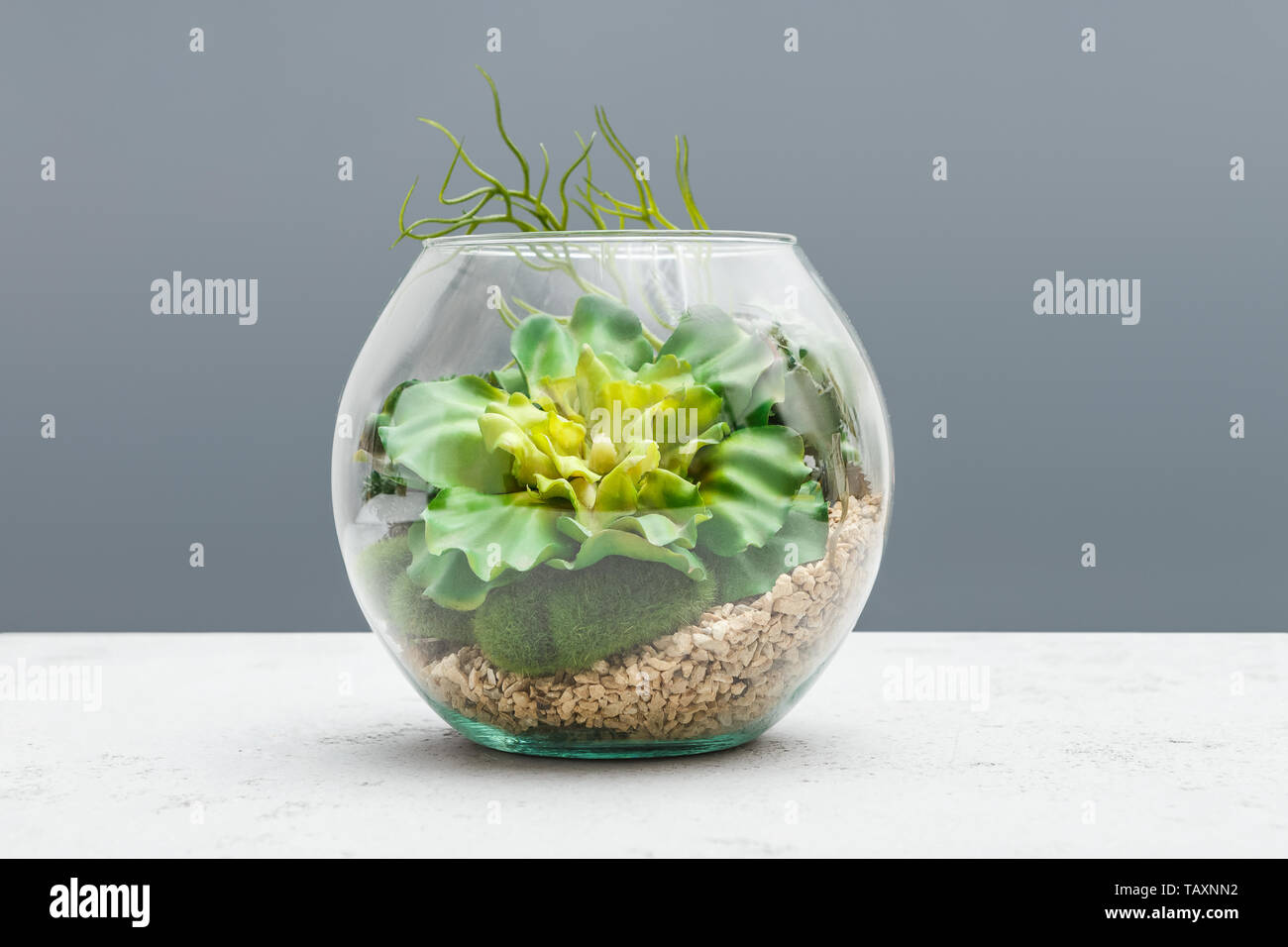 Transparent succulent hi-res stock photography and images - Alamy