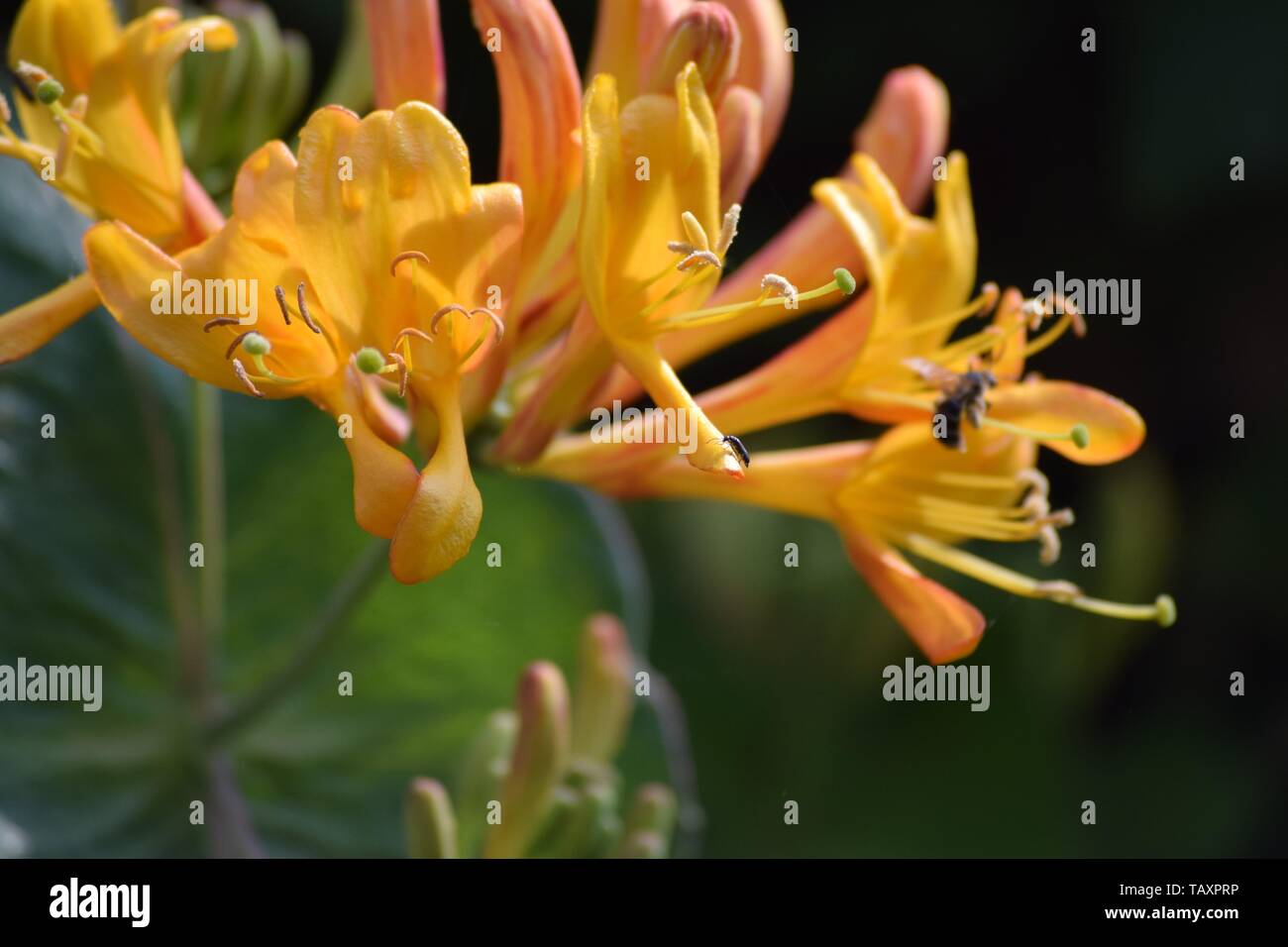 Fancy insects hi-res stock photography and images - Alamy