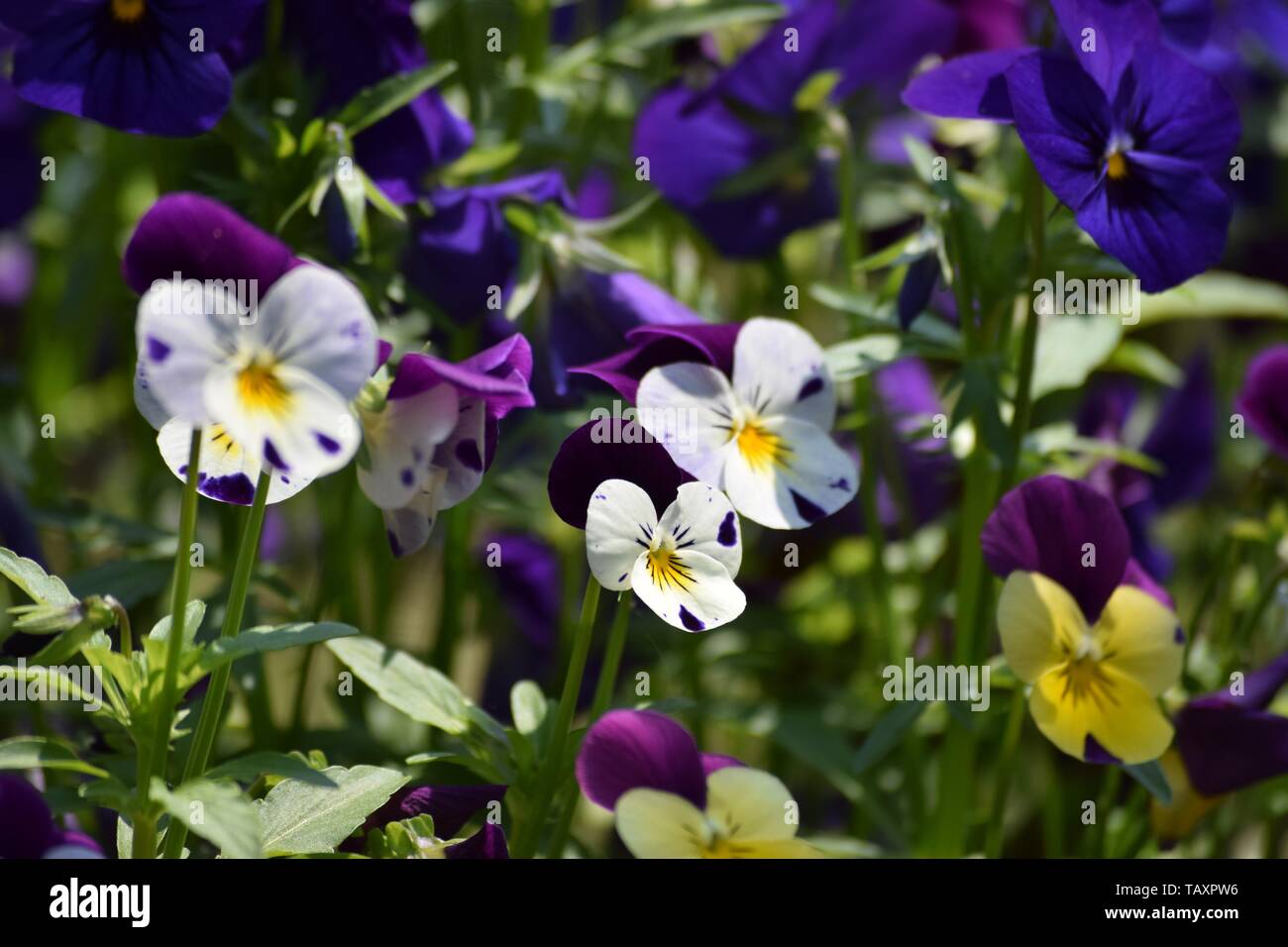 many different Types of Violets Stock Photo - Alamy