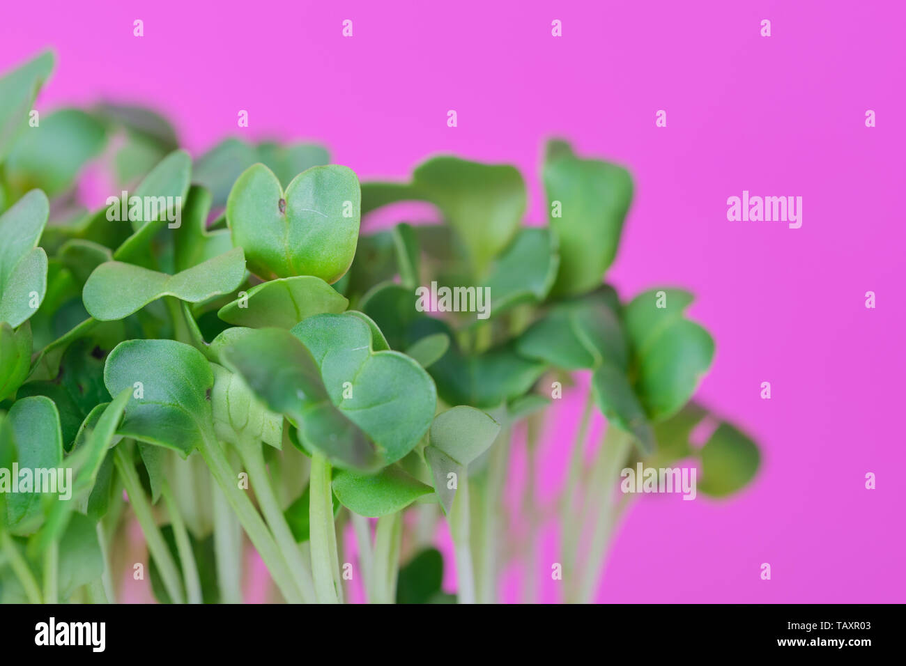 Cress leaf hi-res stock photography and images - Alamy